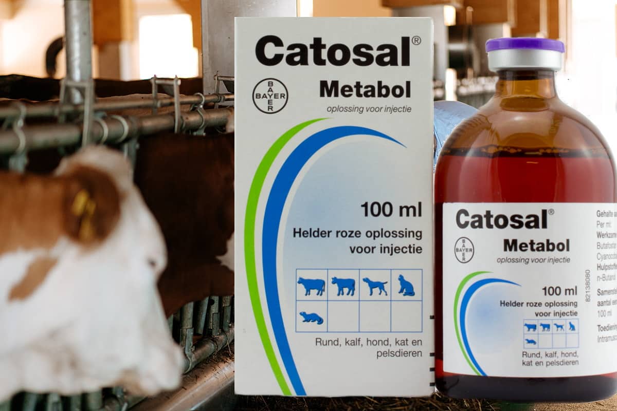 What Is Catosal Used For? - SCV VET SUPPLIES
