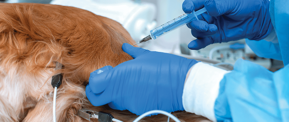 Analgesics Archives - SCV VET SUPPLIES